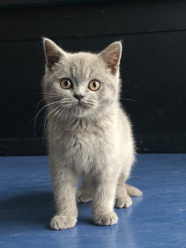 Meet The Team | Masterton & Greytown Vets | Vetcare